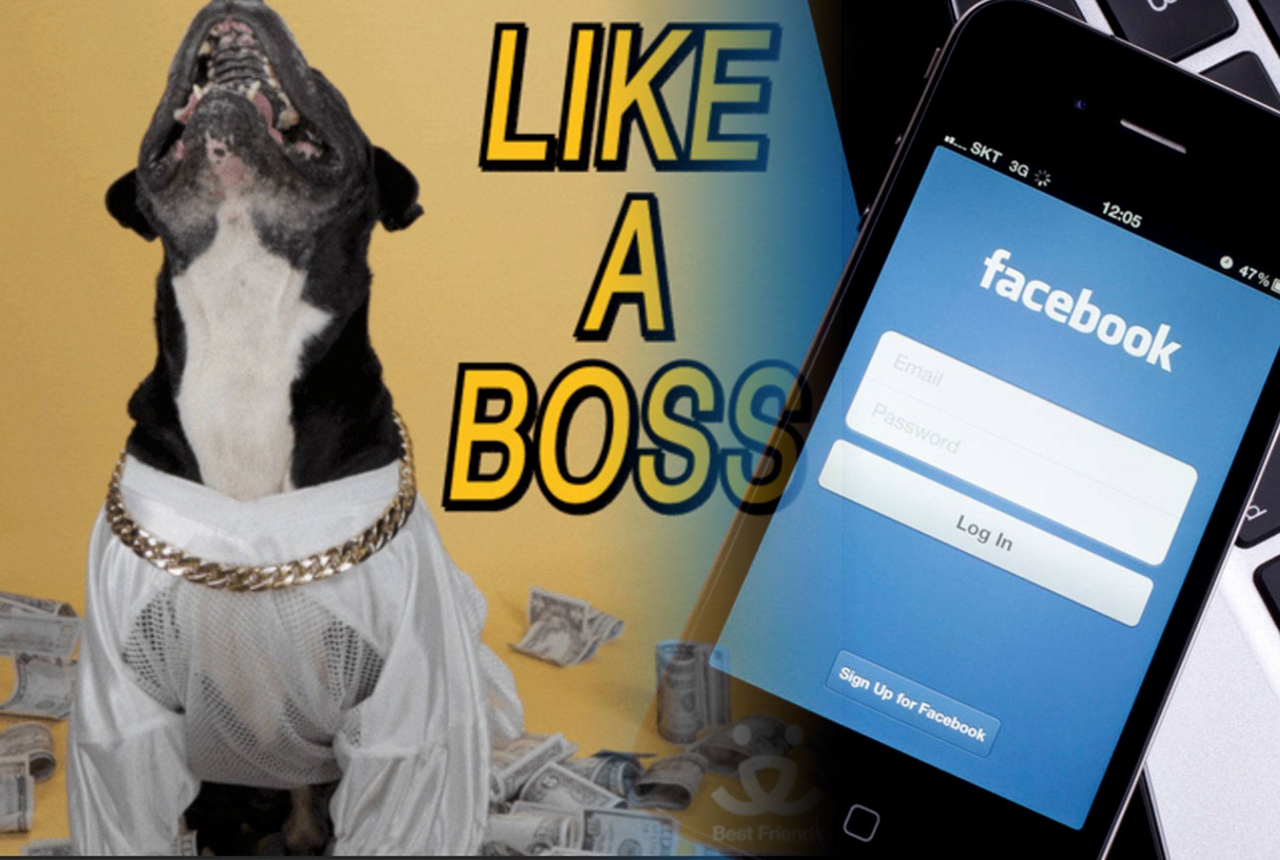 Report: Facebook Purchases GIPHY, A Popular Meme Generator; Also ...