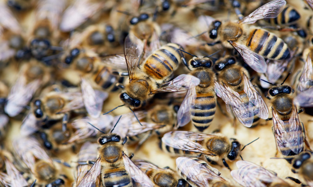 Wisconsin Man Armed With Riot Control Bees to Protect His City