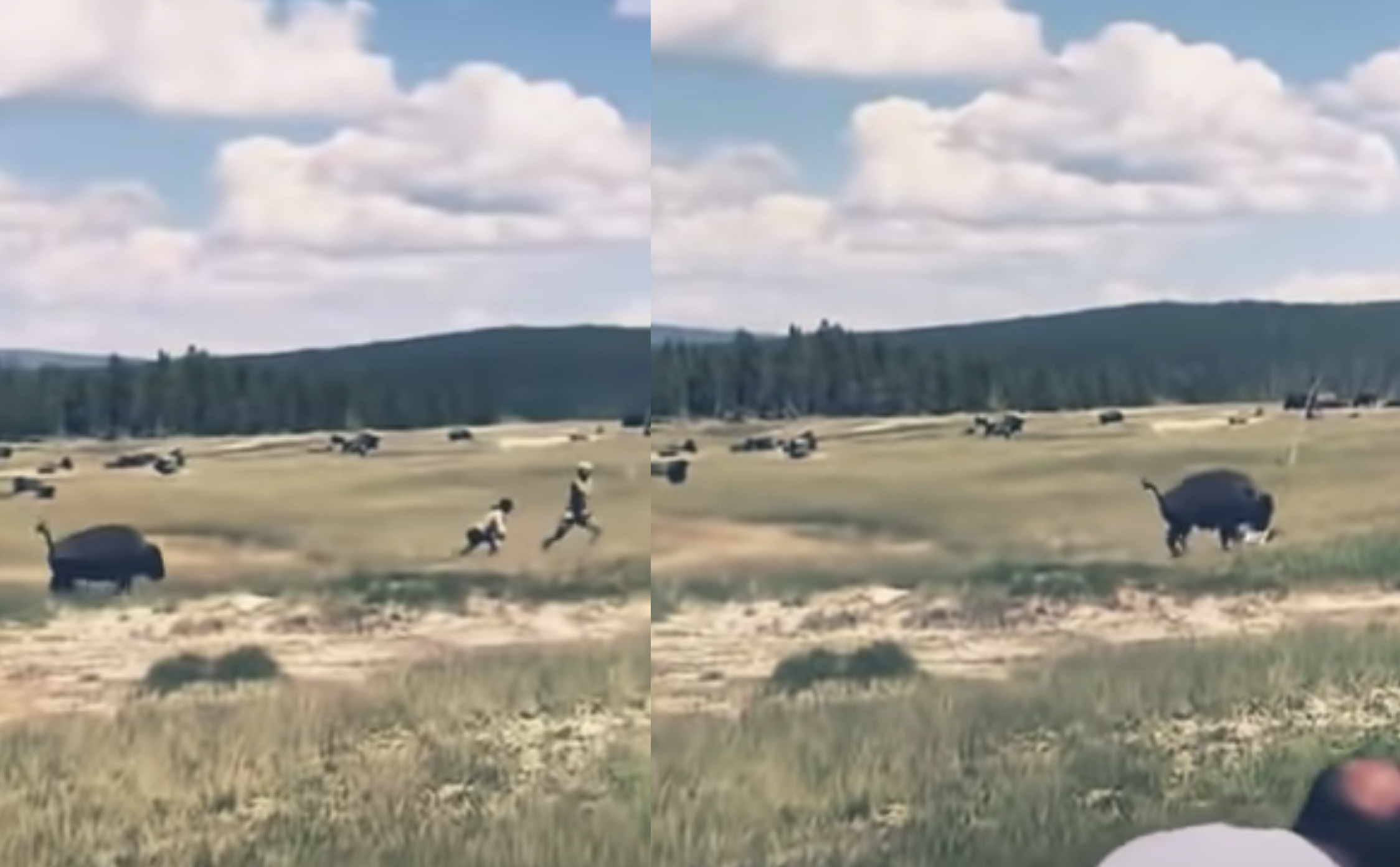 [VIDEO] Bison Charges Crowd at Yellowstone…Just Before Being Trampled a ...