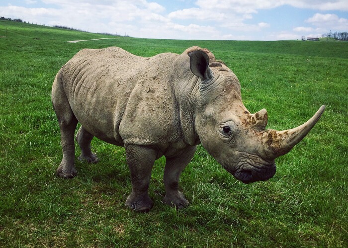 RINOs, A Short History