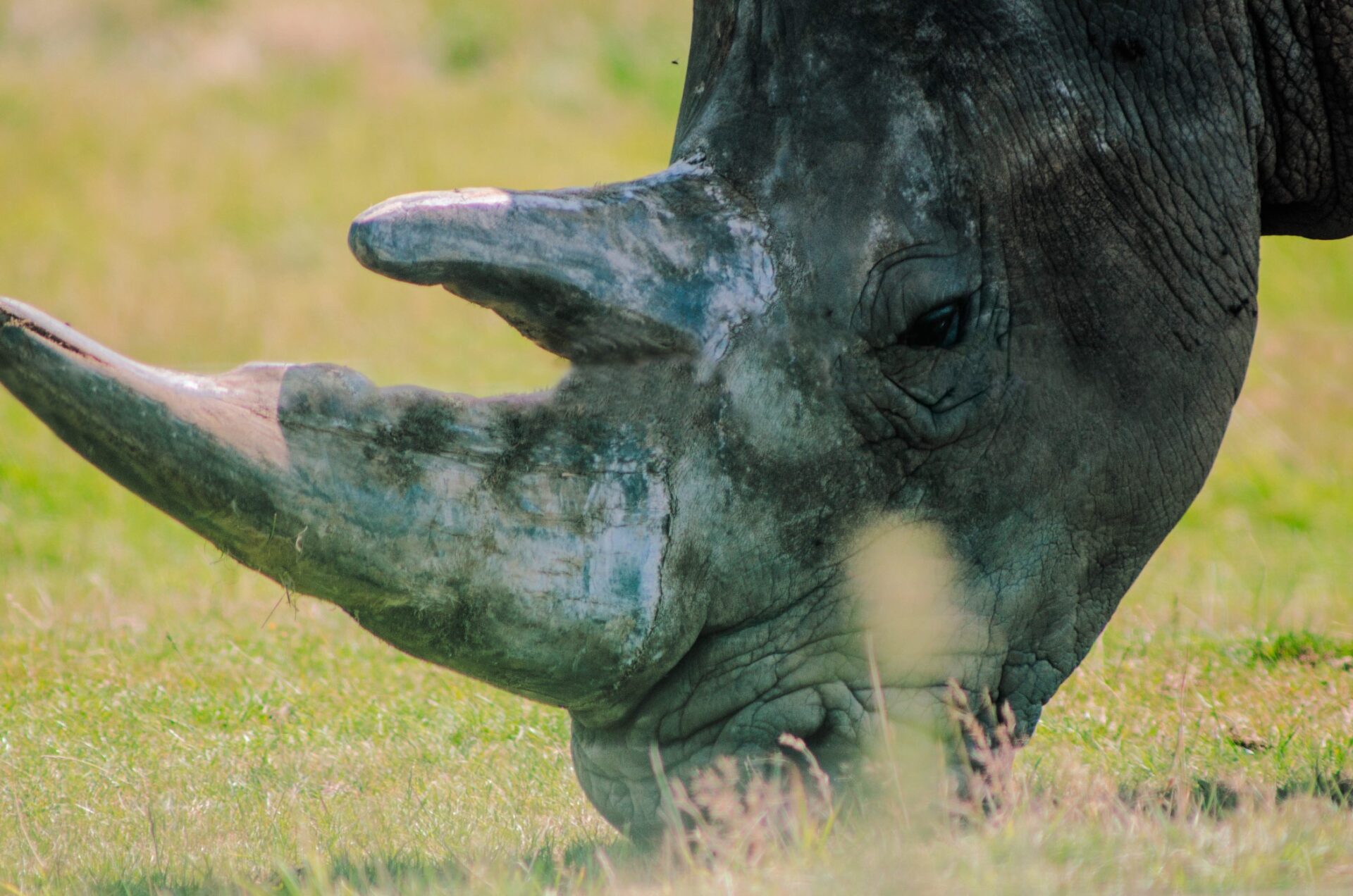 The RINO Certification Board