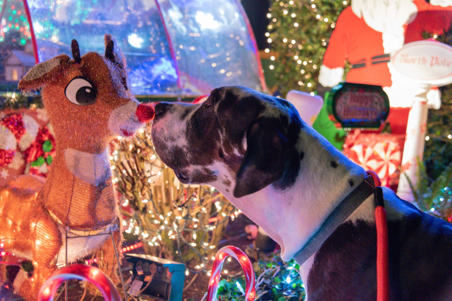 Unraveling the Mystery: How Rudolph the Red-Nosed Reindeer Came to Be