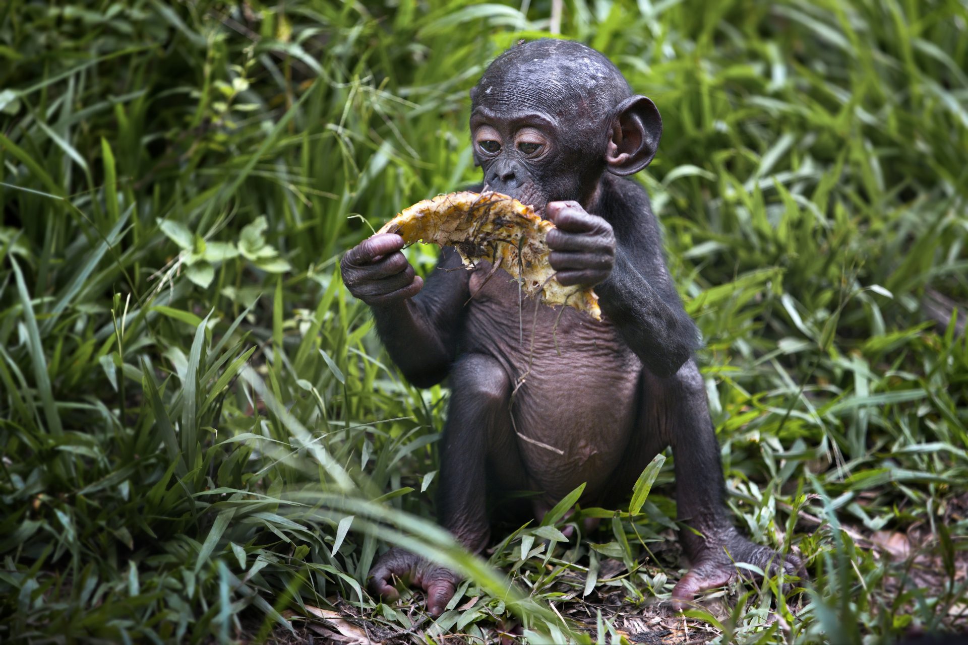 Cannibal-Gate: Was the President’s Uncle Really Eaten by Cannibals? Or ...