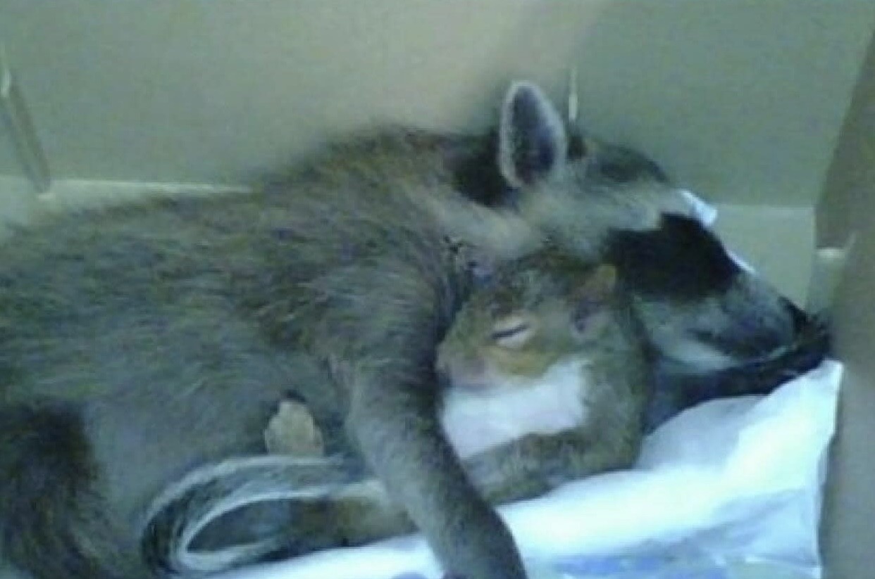 P’Nut the Squirrel Falls Victim to Big Government