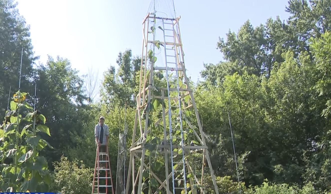 Stalk About Overachieving: Indiana Sunflower Towers Over Us All