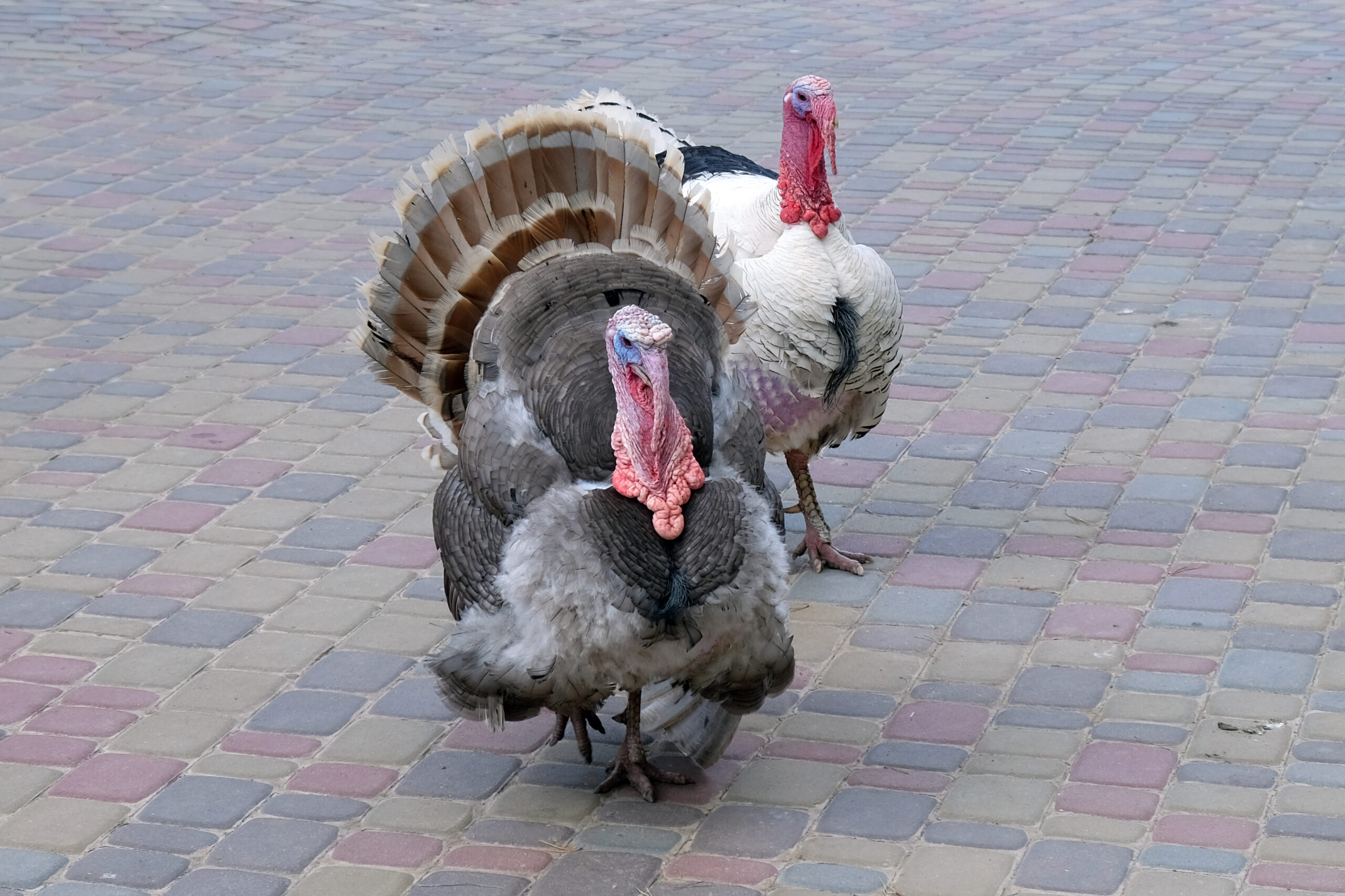 Turkey Gate: Trump Declares Biden’s Turkey Pardons Null and Void Under ...
