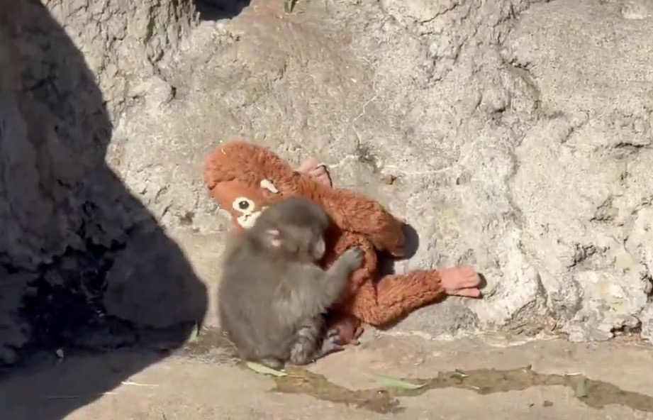 Why the Whole World Is Worried About Punch the Monkey – and Who’s ...
